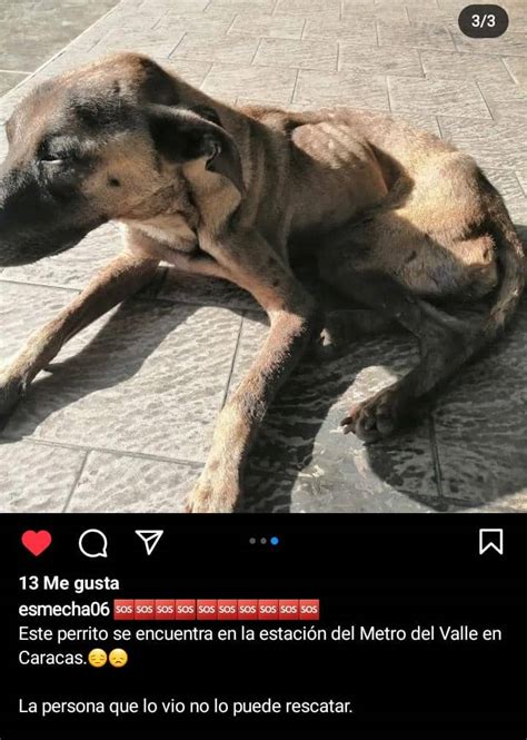 Claudia Dacha Nazoa On Twitter Rt Yaracalcagno Difundo 🚨🚨🚨🚨rescate