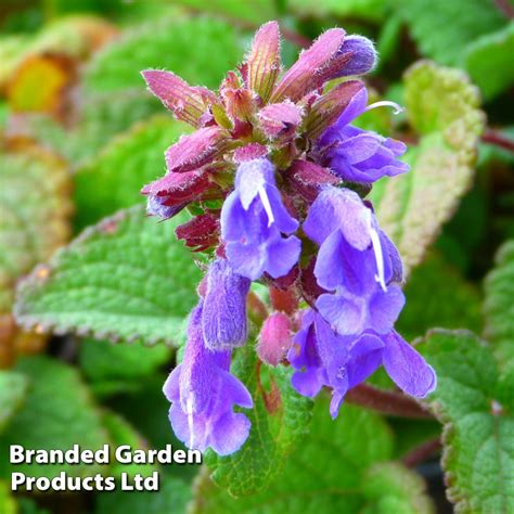 Dracocephalum Rupestre Suttons