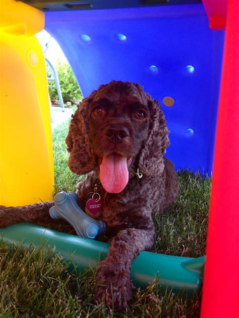 Cutest Cockapoo Dakota
