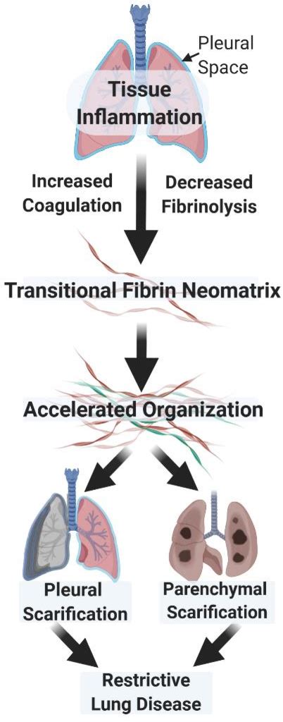 Figure 1 From The Contribution Of The Urokinase Plasminogen Activator
