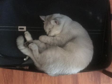 King Kat Rkitten