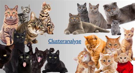 Clusteranalyse Einfach Erklärt Data Science Für Anfänger