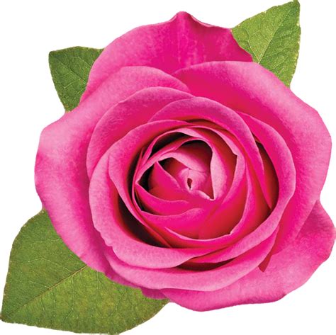 ピンクの花の写真フリー素材No 398ピンクのバラ葉