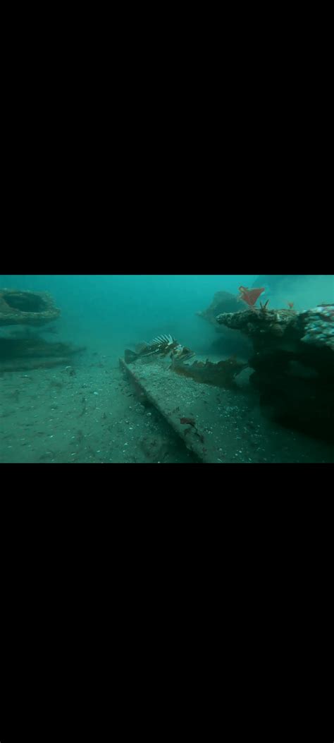 Fish Id Please Puget Sound Wa Rfishid