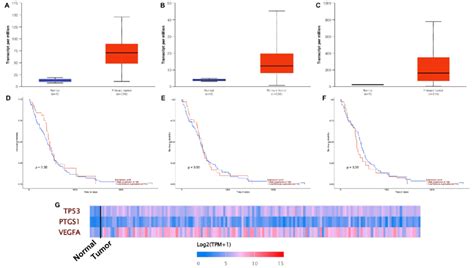 Expression Prognostic Value Of Selected Proteins Targeted By TMZ And