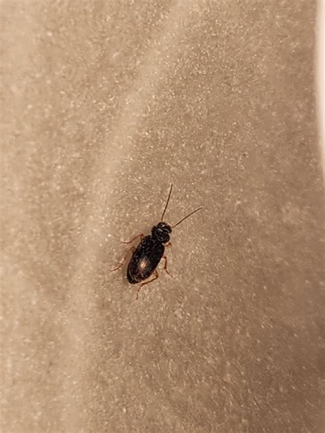 What Are These Annoying Bugs Location Ohio Rbugidentification