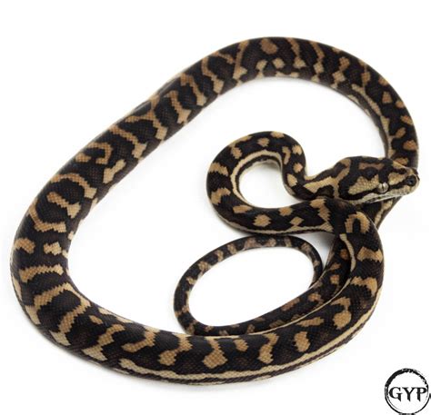 Arboreal Boaspythons Page 3 Faunaclassifieds