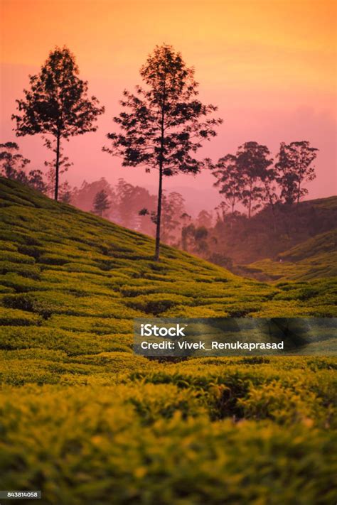 Munnar 케랄라 인도에서 석양 황혼에서 아름 다운 차 농장 활기찬 색상과 화려한 농업 차 문화 언덕 황금 시간 방 랑 벽에