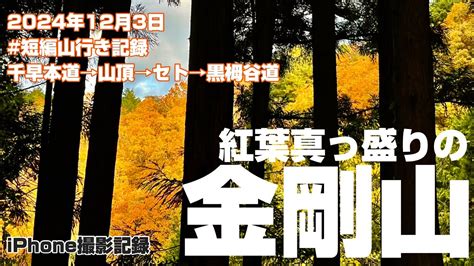 登山金剛山の紅葉 2024年12月3日 千早本道山頂セト黒栂谷道 短編山行き記録 YouTube