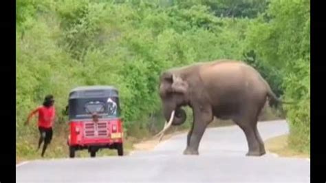 Wild Elephant Chases Fleeing Man In Chilling Viral Video Watch