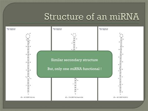 Ppt Finding The Building Blocks Of Rna 3 D Structure Using Graph Analysis Powerpoint