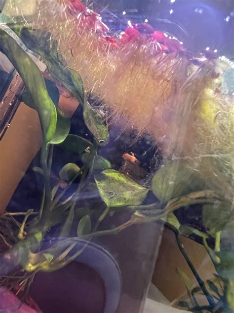 Are These Roots Algae R Aquariums