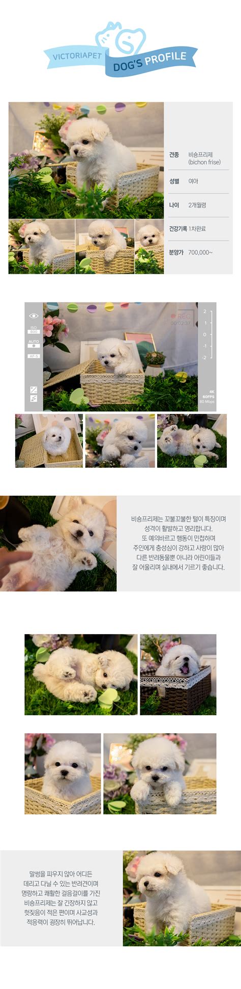 비숑프리제 웰시코기 치와와 닥스훈트 고양이입양 요크셔테리어 토이푸들 유기견보호소 러시안블루 빅토리아펫 강아지분양 펫샵