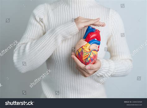 Woman Holding Human Heart Model Cardiovascular Stock Photo