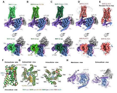 Cryo Em Structures Of The M4r Gi1 Scfv16 Complexes A E Cryo Em Maps