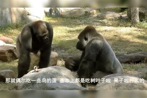最疯狂的动物搏击，经典狮子，大猩猩，黑猩猩，录像国家地理！大猩猩黑猩猩狮子