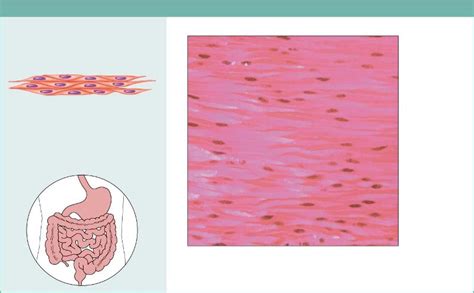 Chapter 4 Tissue Pictures Flashcards Easy Notecards