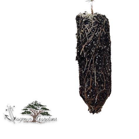 Monterey Cypress Seedling Hesperocyparis Macrocarpa Cupressus Macr