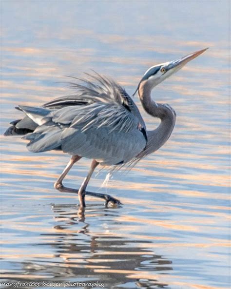 Heron Album On Imgur Heron Album On Imgur