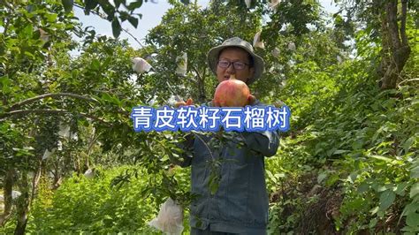 青皮软籽石榴树是比较好的品种，手中的这个果子个头有15斤 Youtube
