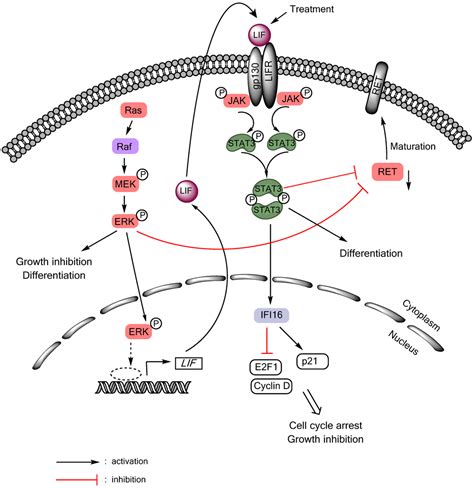 The Role Of Stat3 In Thyroid Cancer