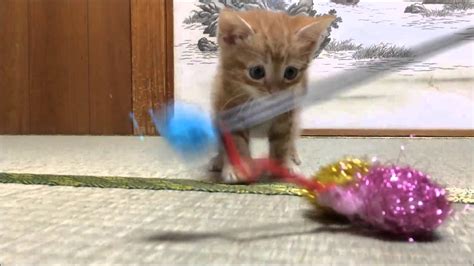 子猫のカイジ よたよた遊ぶ姿がかわいい（笑） Youtube