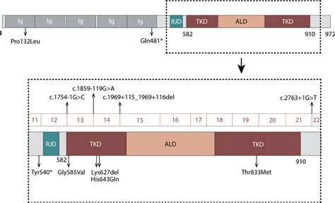 Schematic Diagram Of CSF1R Gene And Protein With Mutations Reported In Download Scientific