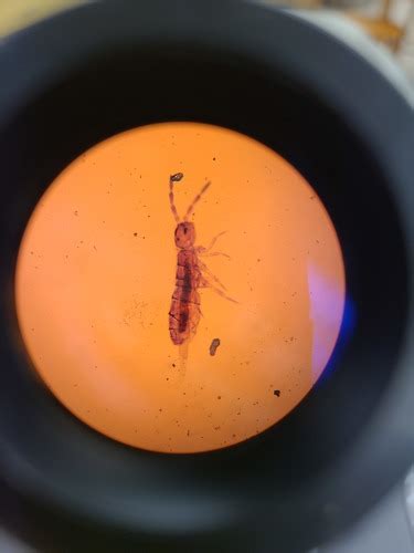 Lab Subphylum Hexapoda And Myriapoda Flashcards Quizlet