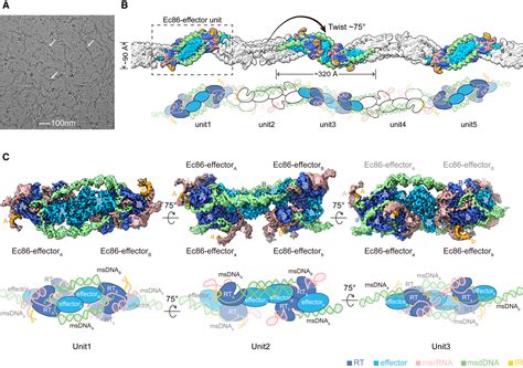 Dna Methylation Activates Retron Ec86 Filaments For Antiphage Defense