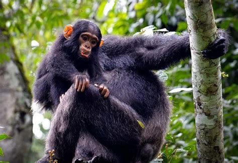 1 Day Chimpanzee Trekking In Kalinzu From Mbarara