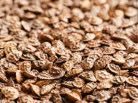 Common Sainfoin Seeds By Stocksy Contributor Harald Walker Stocksy