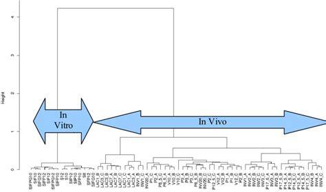 a hierarchical clustering of samples between in vitro and in vivo