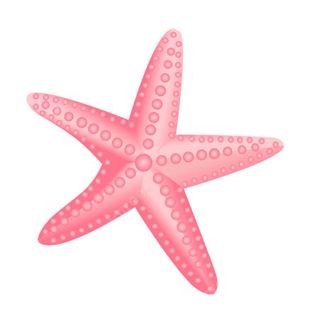 Starfish Vector Free Download