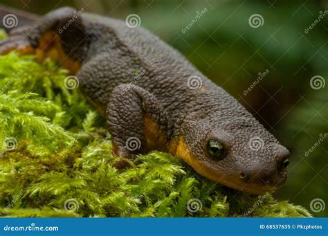 Newt And Moss Stock Image Image Of Pacific Arbortum 68537635