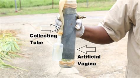 Semen Collection And Processing Youtube