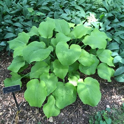 Hosta 'Golden Gate' in the Hostas Database - Garden.org