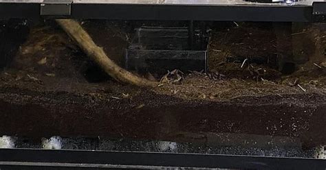 Ball Python Paludarium Album On Imgur