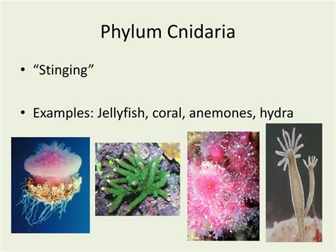 Phylum Cnidaria Examples