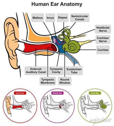 Eustachian Tube Anatomy Anatomy Drawing Diagram