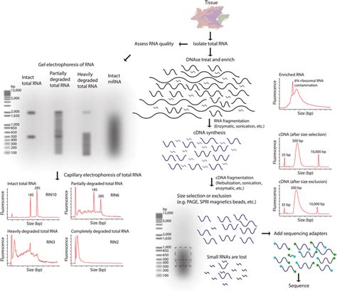 Dna And Rna Shearingfragmentation Viroliegy