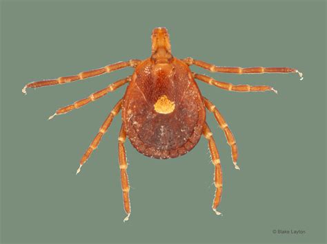 Lone Star Tick Vol 6 No 4 Mississippi State University Extension