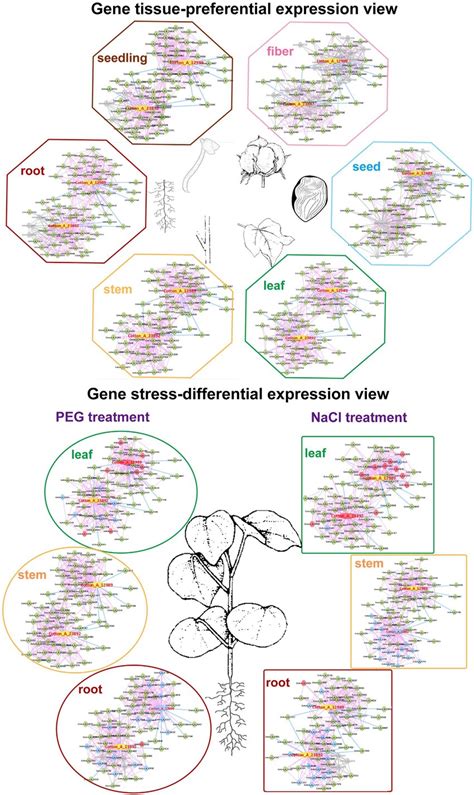 Gene Tissue Preferential And Stress Differential Views In The