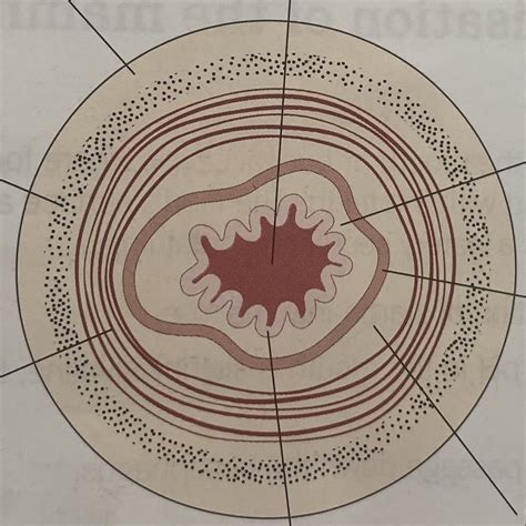Diagram Of Generalised Gut Wall Structure Quizlet