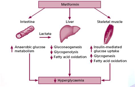 Metformin And Weight Loss Benefits Dosage Bodybuilding