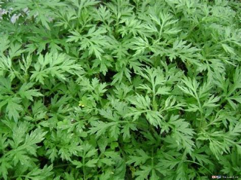 艾叶提取物 艾蒿提取物北艾提取物 陕西永源生物技术有限公司官方网站 植物提取物 提取物 黄芪提取物灵芝提取物白芸豆提取物