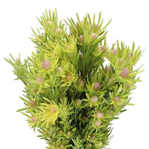 Leucadendron Lime Green Spray 50cm Wholesale Dutch Flowers And Florist
