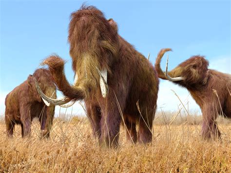 Woolly Mammoths Japanese Scientists Take Significant Step Towards