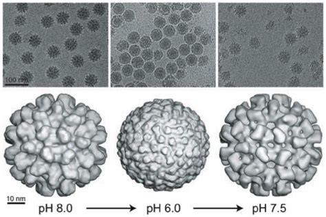 Cryo Em Characterization Of A Reversible Ph Induced Confor Mational
