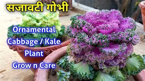 How To Grow N Care Ornamental Cabbage Plant Ornamental Kale Plant