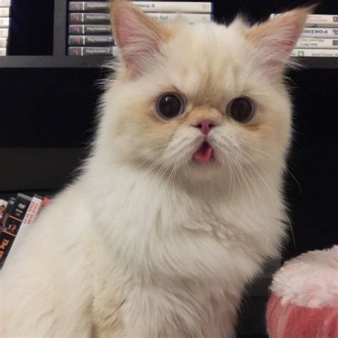 11 Derpy Cats That Love Letting Their Tongues Hang Out Derpy Cats